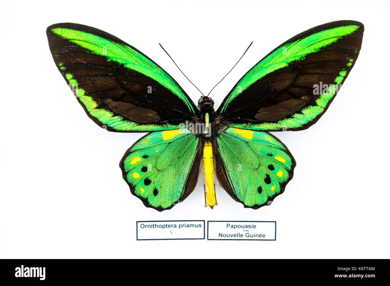 Queen alexandras birdwing ornithoptera alexandrae Cut Out Stock Images ...