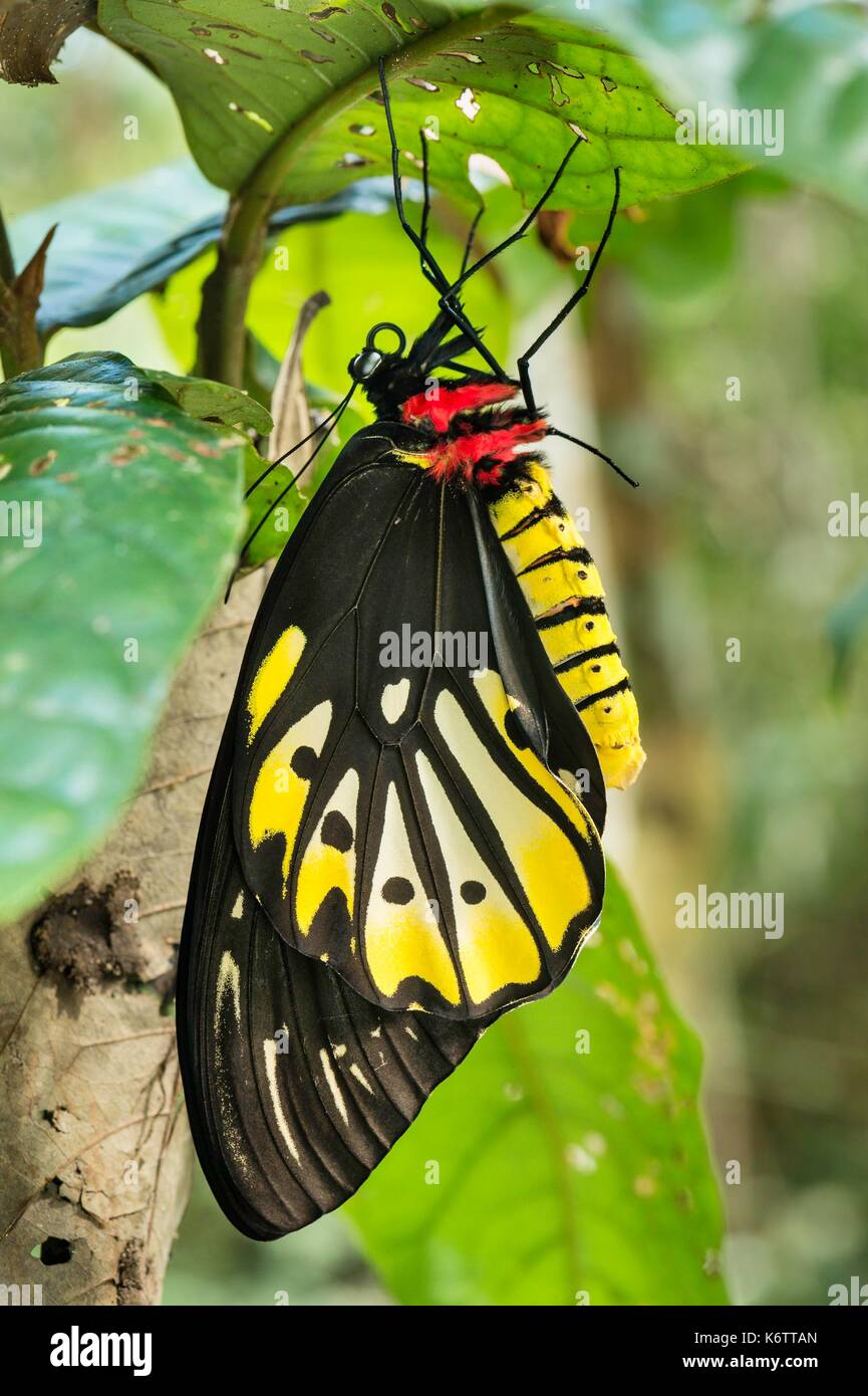 Queen Alexandra Birdwing Butterfly