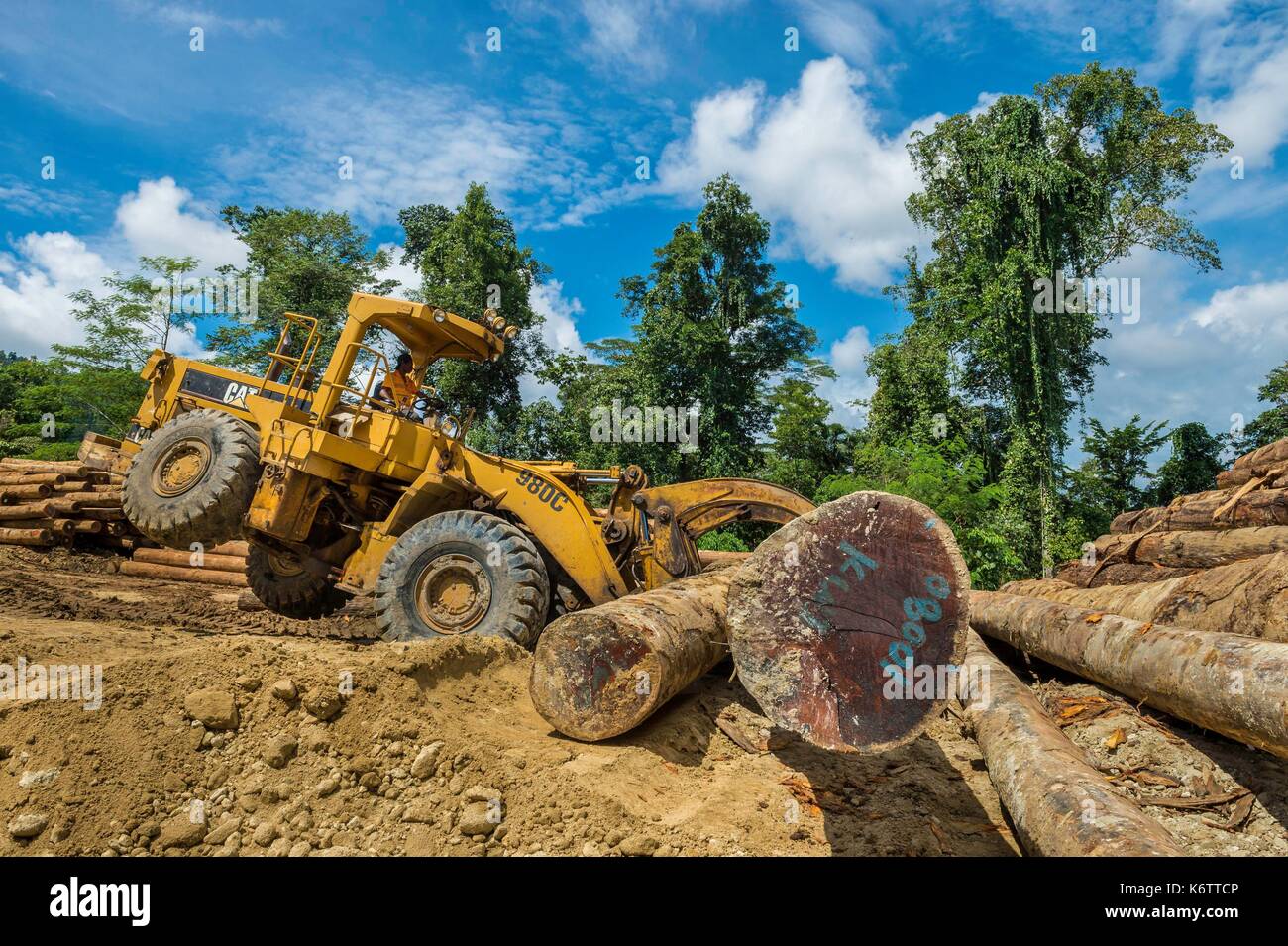 Papua New Guinea, Vanimo province, timber work Stock Photo - Alamy