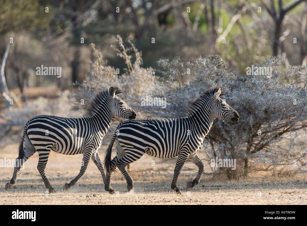 Tanzania, Lindi and Morogoro region, Selous reserve, zebra (Equus ...