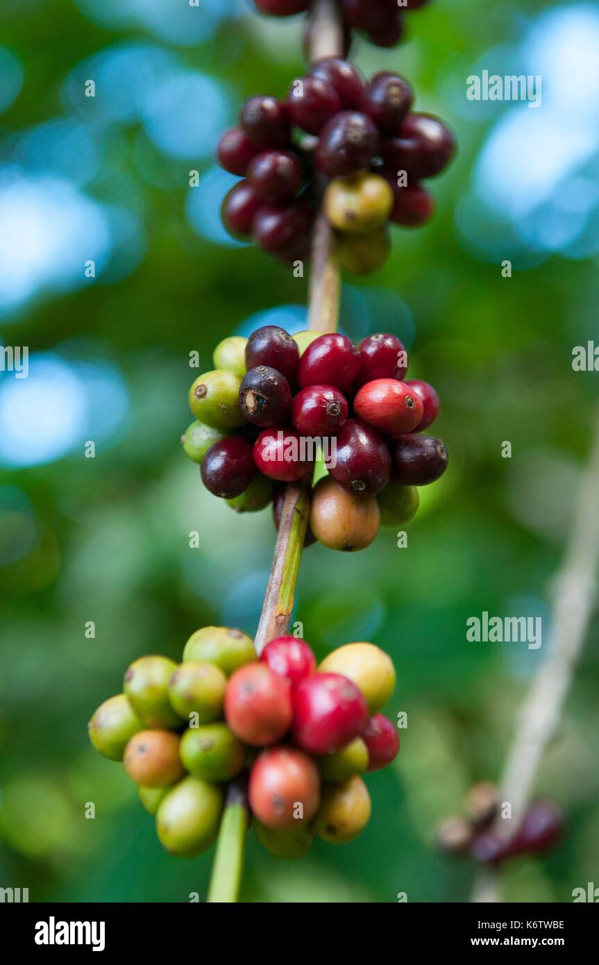 Madagascar, TulŽar, Fort-Dauphin, Tolagnaro, reserve of Nahampohana ...
