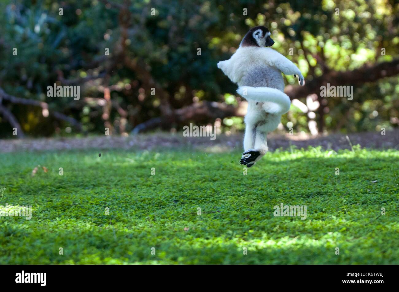 Madagascar, TulŽar, Fort-Dauphin, Tolagnaro, Nahampohana reserve ...