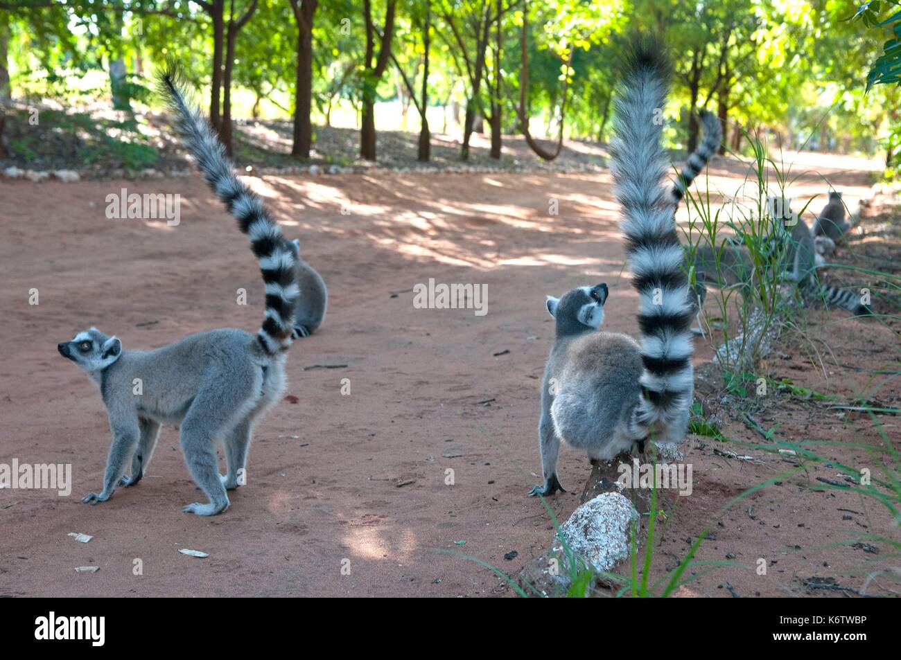 Madagascar, TulŽar, Fort-Dauphin, Tolagnaro, reserve of Berenty, Maki ...