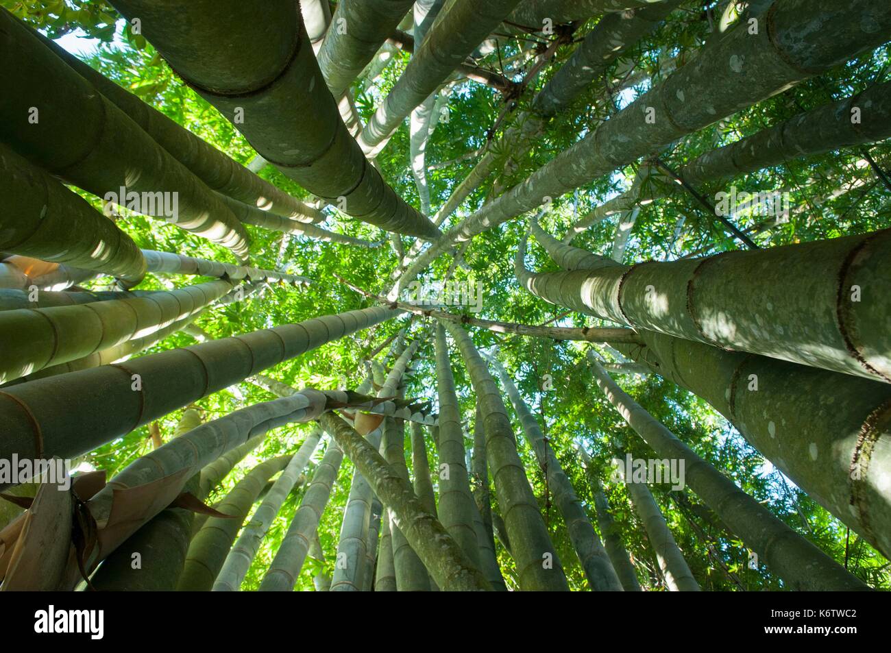 Madagascar, TulŽar, Fort-Dauphin, Tolagnaro, reserve of Nahampohana ...