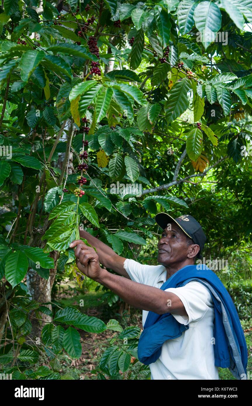 Madagascar, TulŽar, Fort-Dauphin, Tolagnaro, reserve of Nahampohana ...