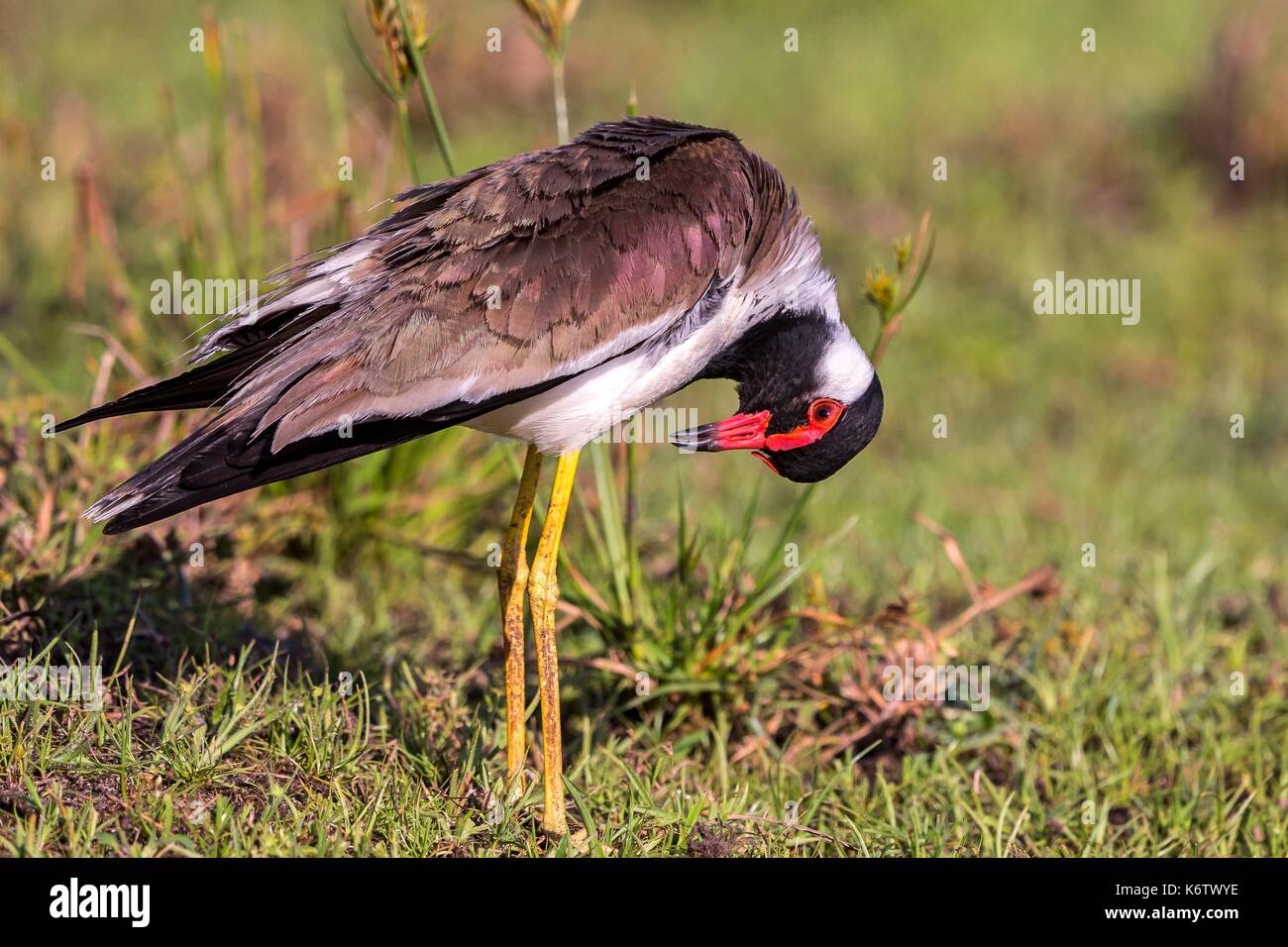 Sri Lanka, Wilpattu national patk, Red-wattled Lapwing (Vanellus ...
