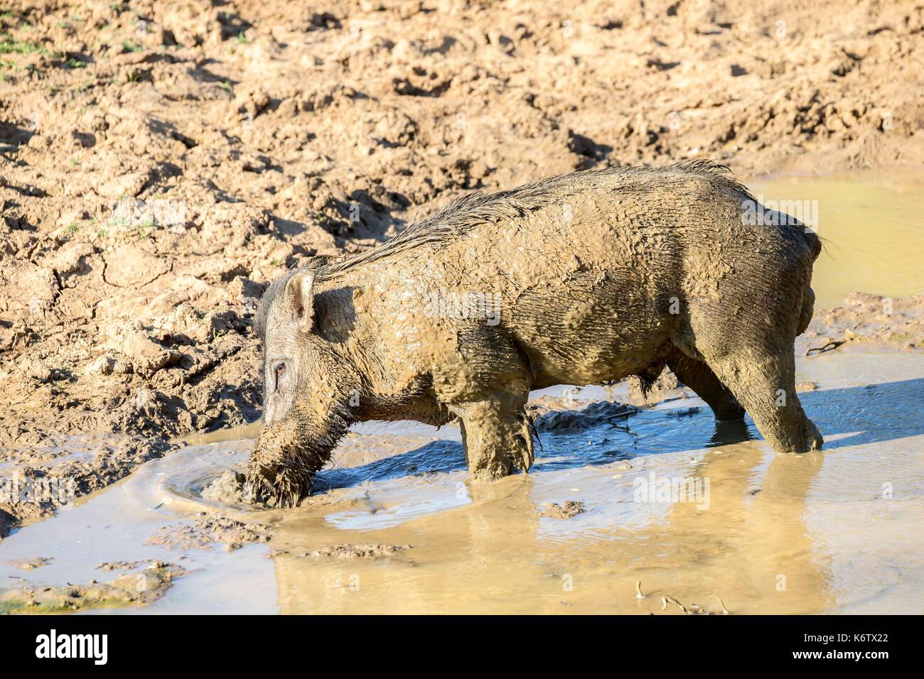 Sri Lanka, Yala national patk, Wild boar (Sus scrofa affinis), take a ...