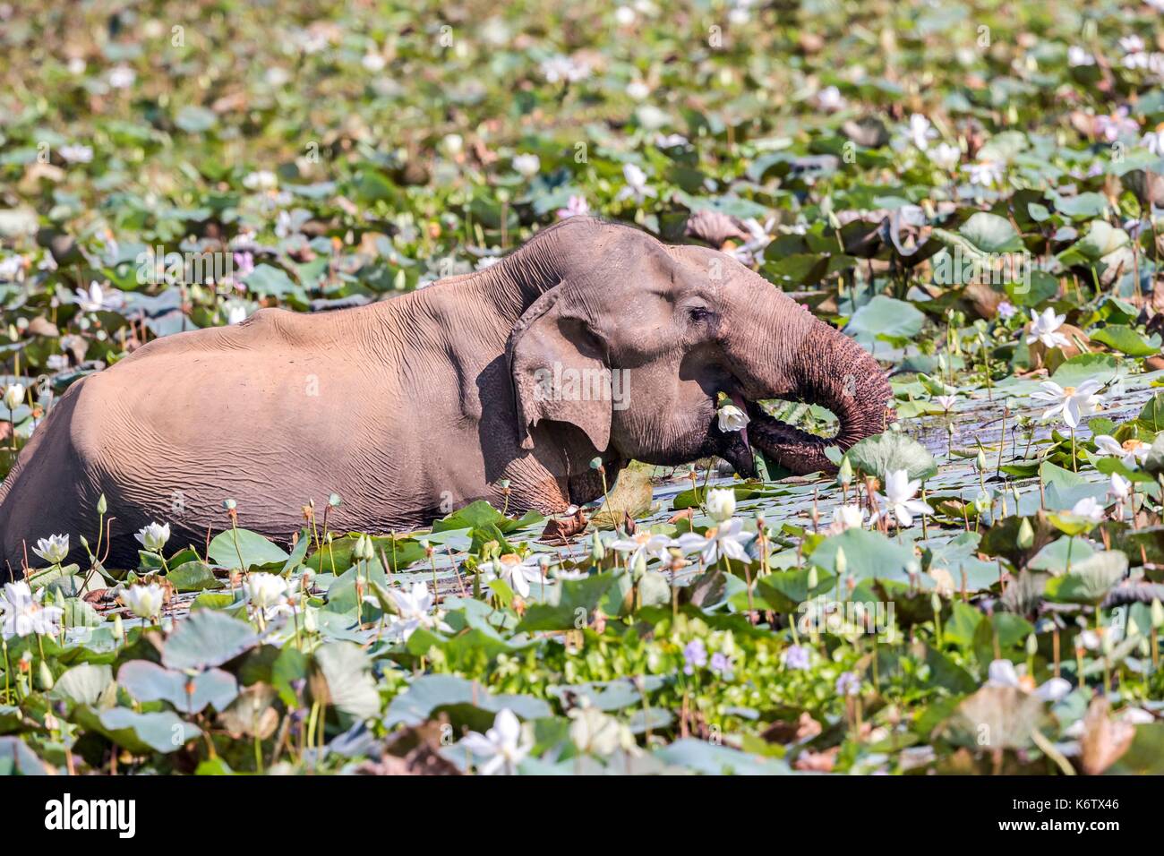 Sri Lanka, Yala national patk, Sri lankan elephant (Elephas maximus ...