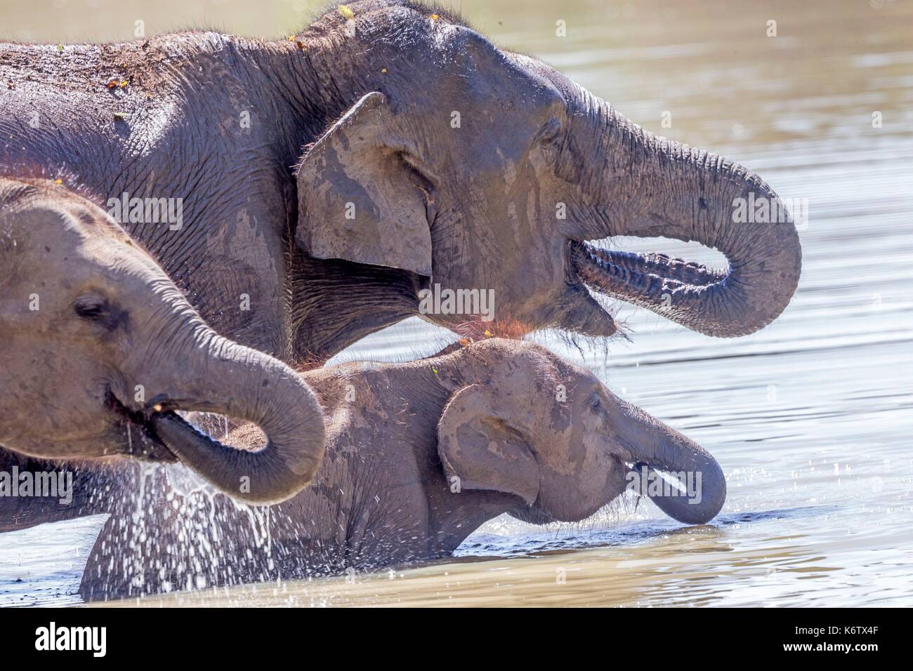 Sri Lanka, Yala national patk, Sri lankan elephant (Elephas maximus maximus), drinking Stock ...