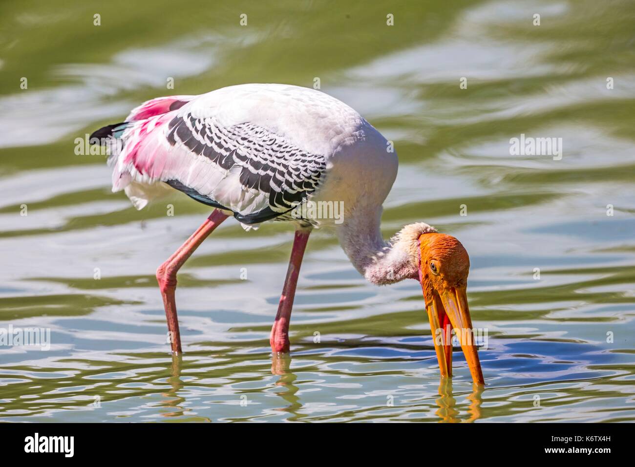 Sri Lanka, Yala national patk, Painted stork (Mycteria leucocephala ...