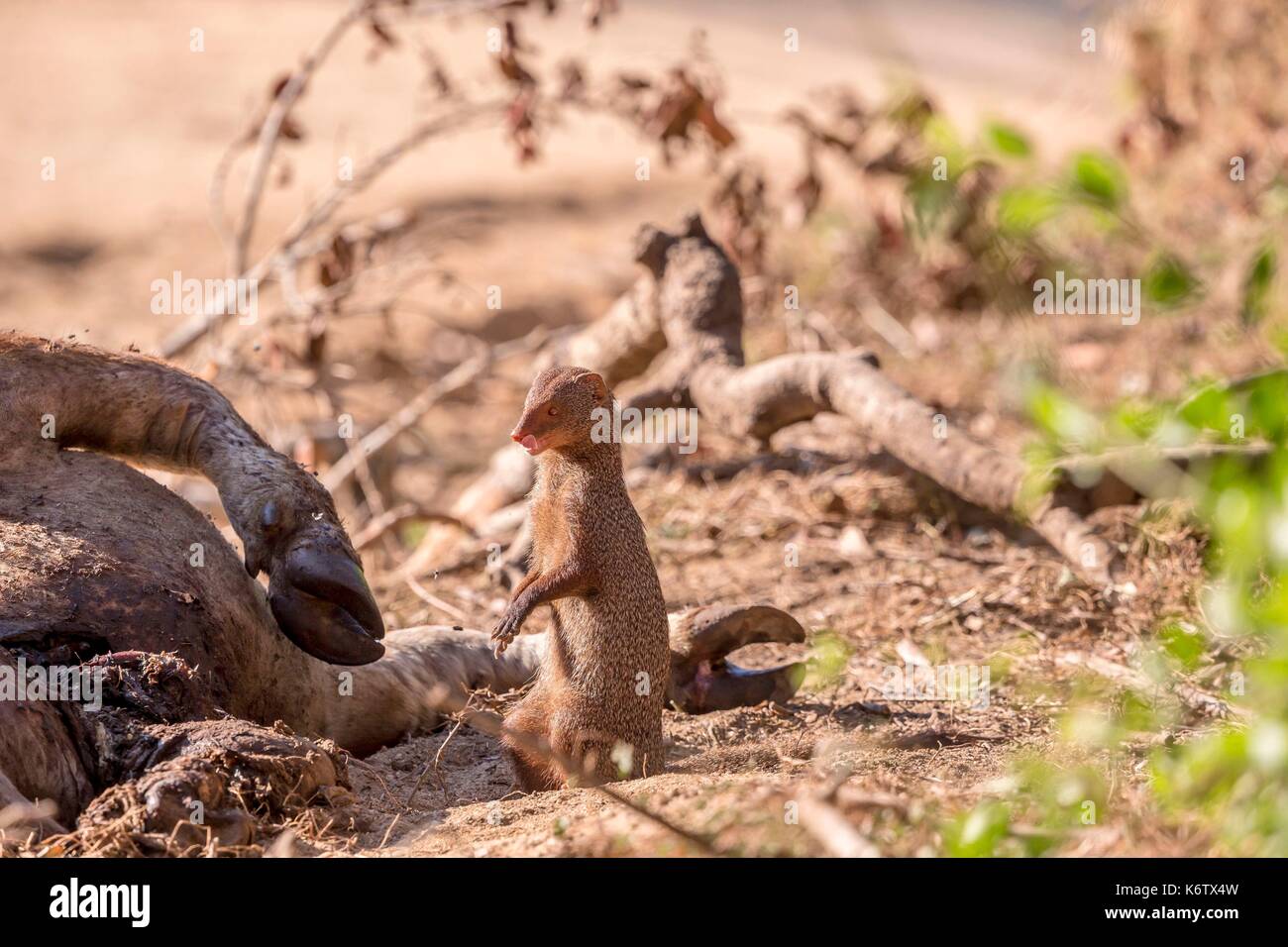 Water mongoose hi-res stock photography and images - Alamy