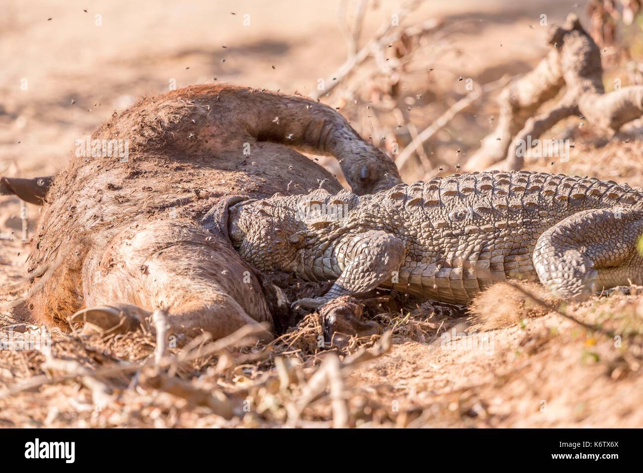 Crocodile water buffalo hi-res stock photography and images - Alamy