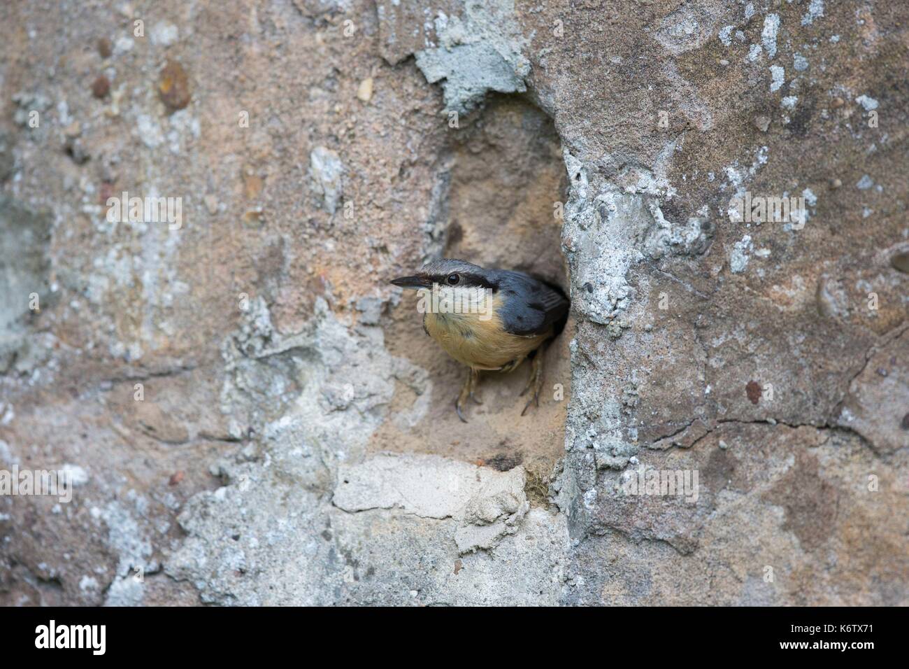 Europe, France, Alsace, Obernai, Eurasian nuthatch or wood nuthatch ...