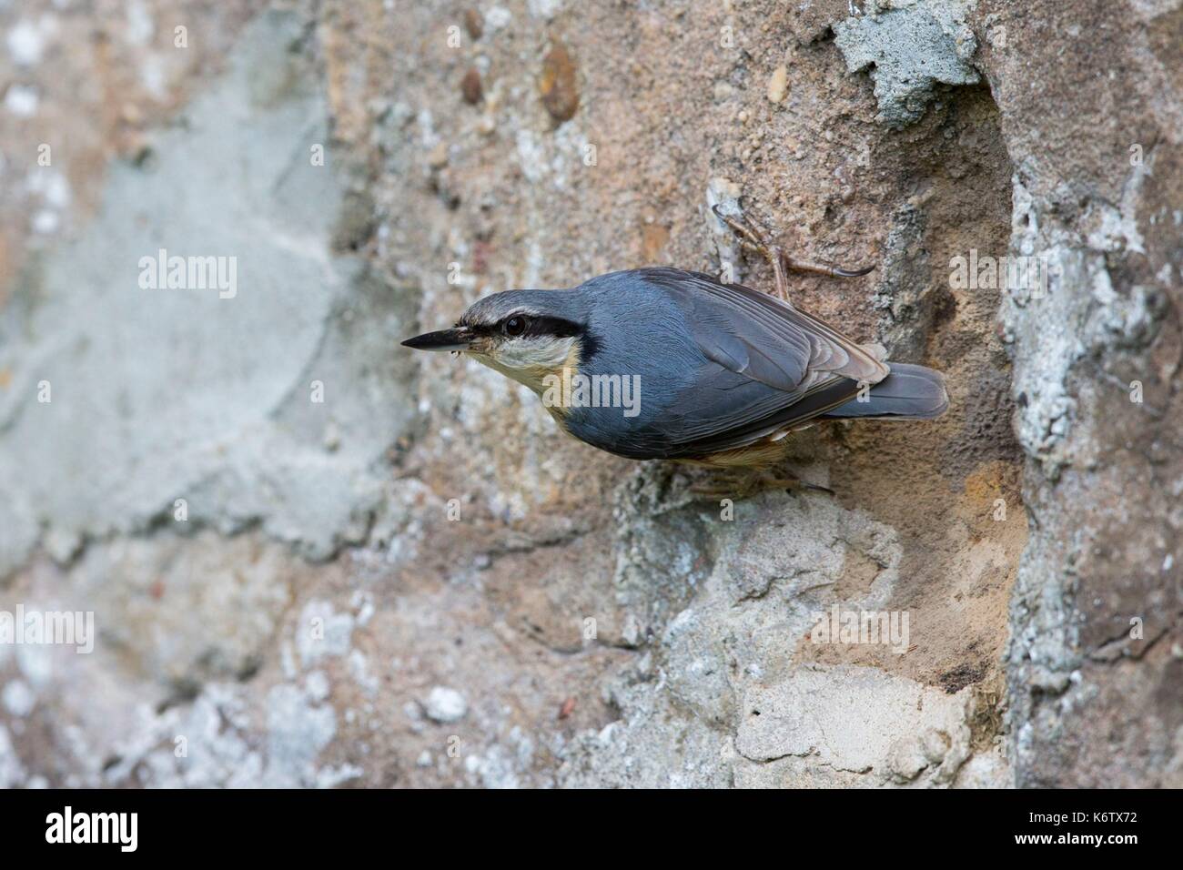 Europe, France, Alsace, Obernai, Eurasian nuthatch or wood nuthatch ...