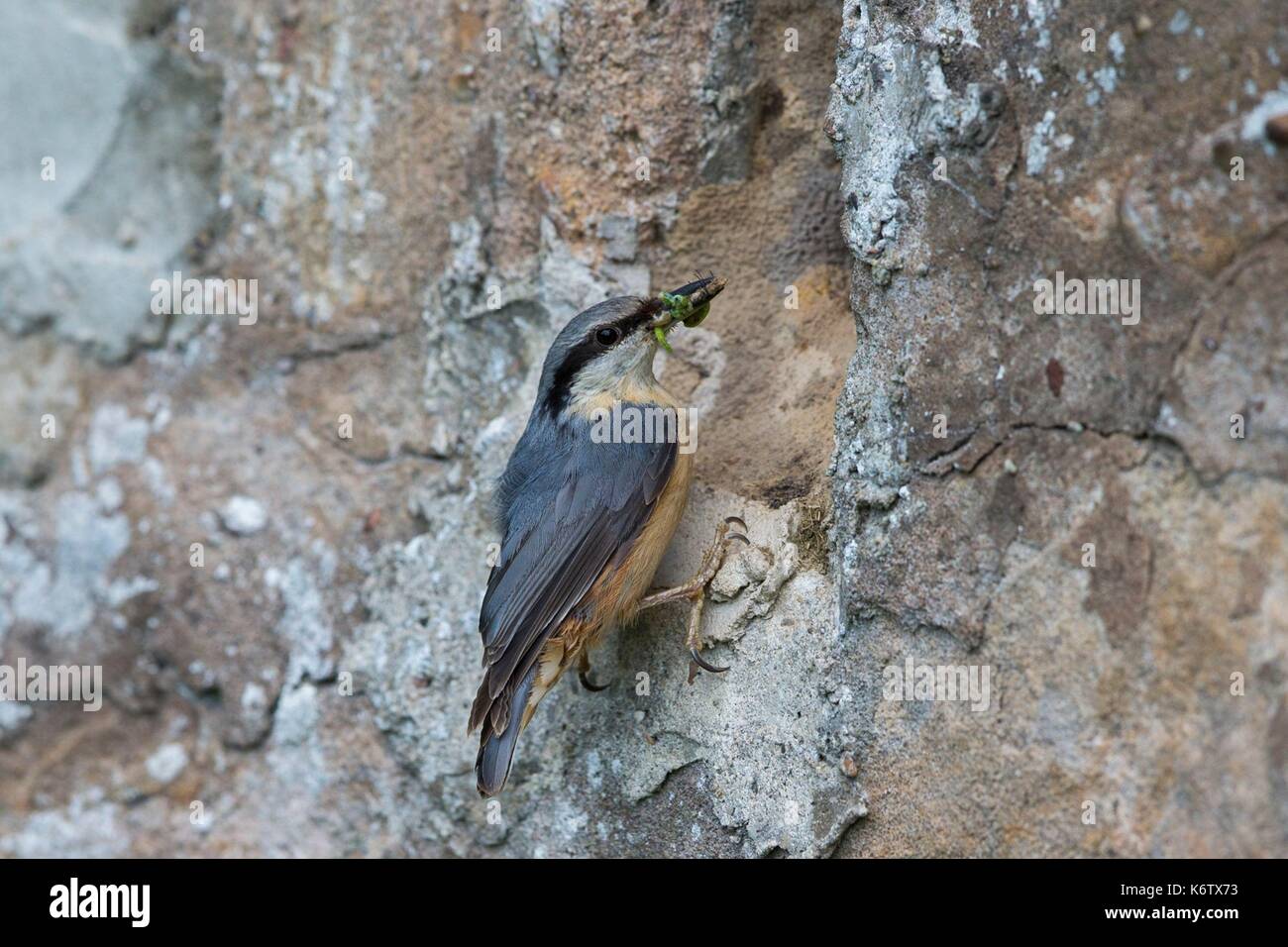 Europe, France, Alsace, Obernai, Eurasian nuthatch or wood nuthatch ...