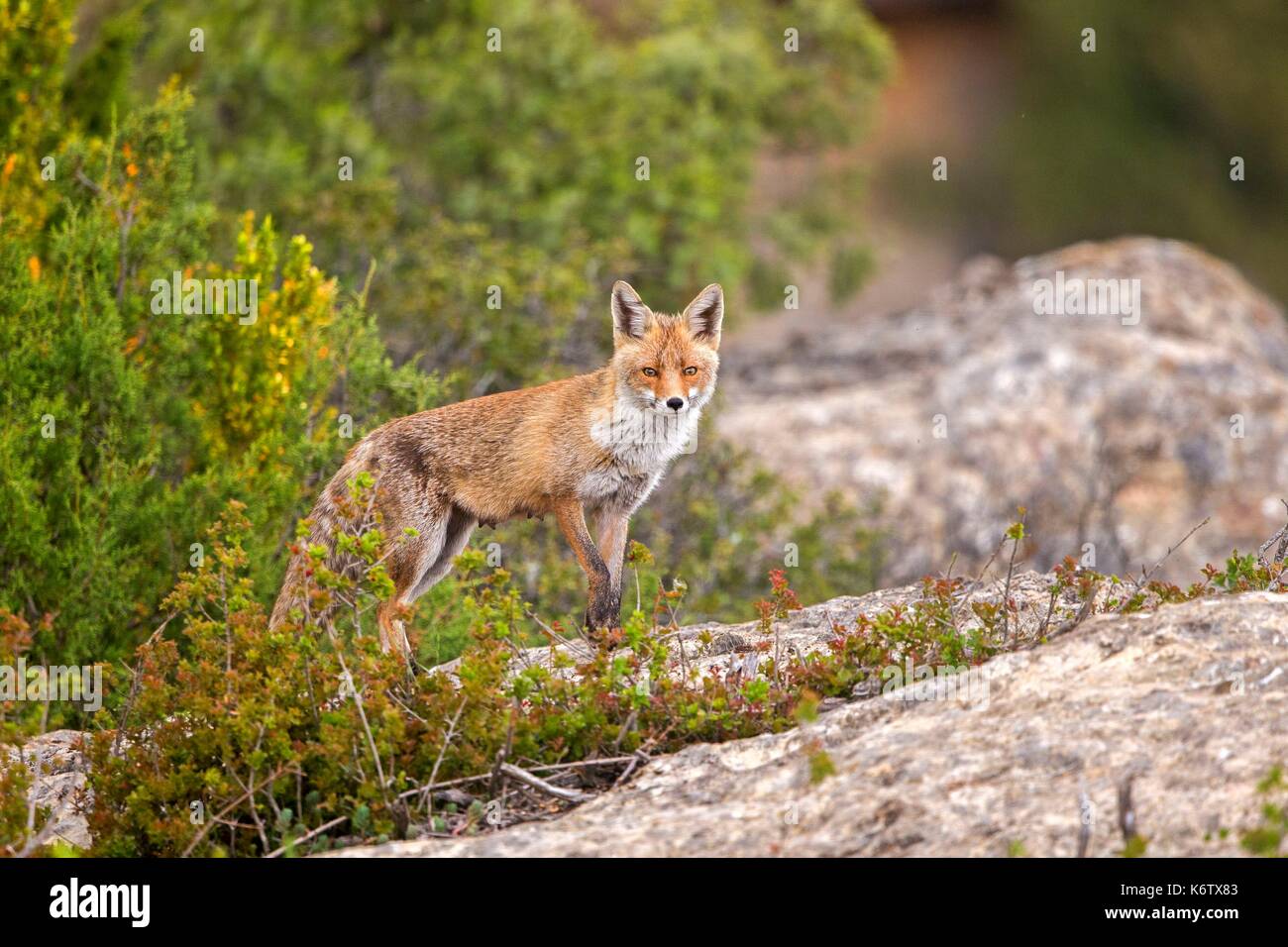 Iberian Fox High Resolution Stock Photography and Images - Alamy