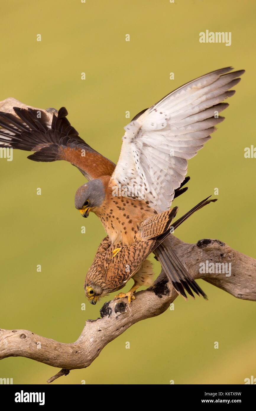 Mating session hi-res stock photography and images - Alamy