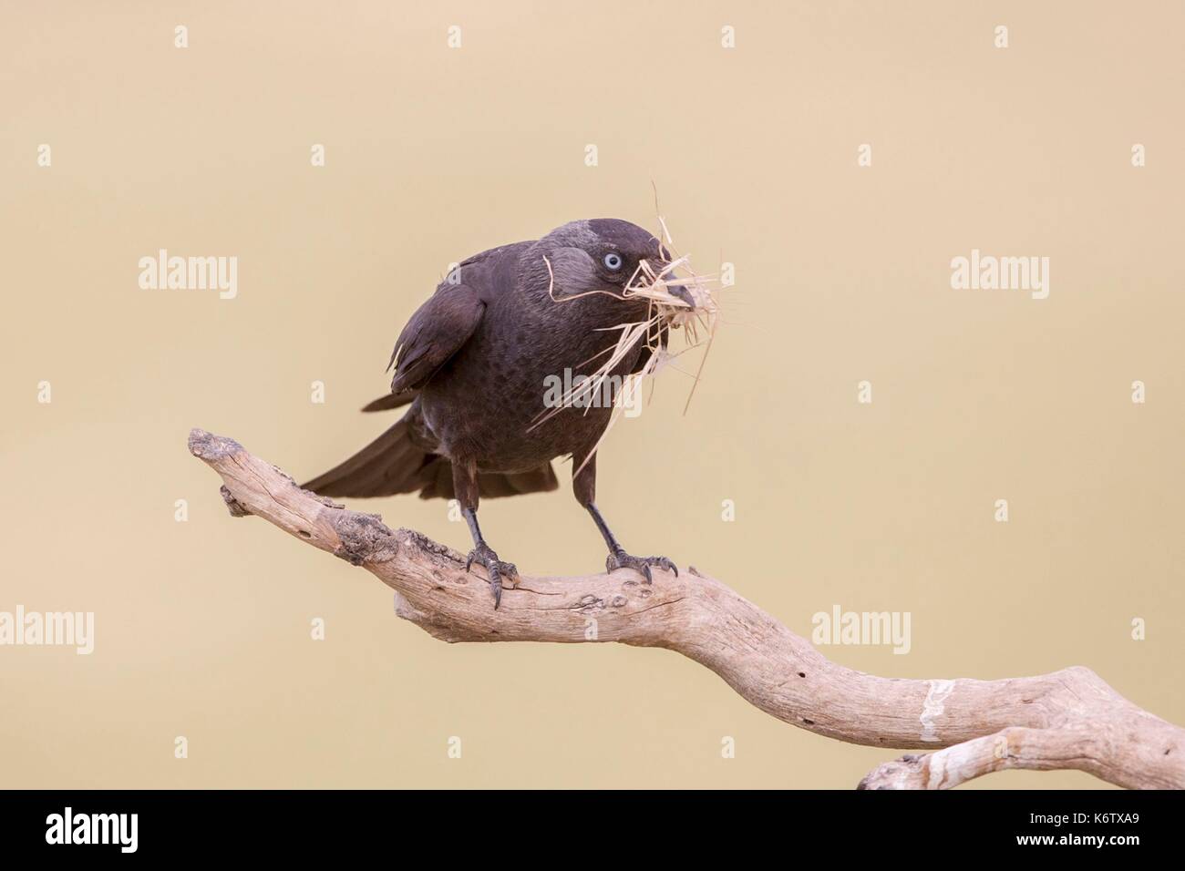 Spain, Catalonia, Western jackdaw (Corvus monedula), birdon a branch ...