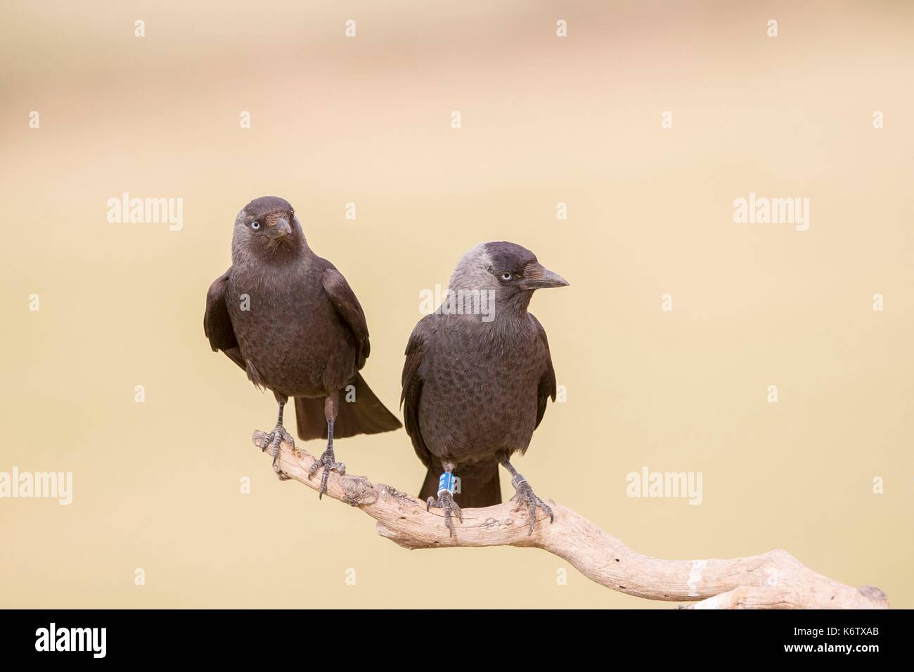 Spain, Catalonia, Western jackdaw (Corvus monedula), male and female on ...