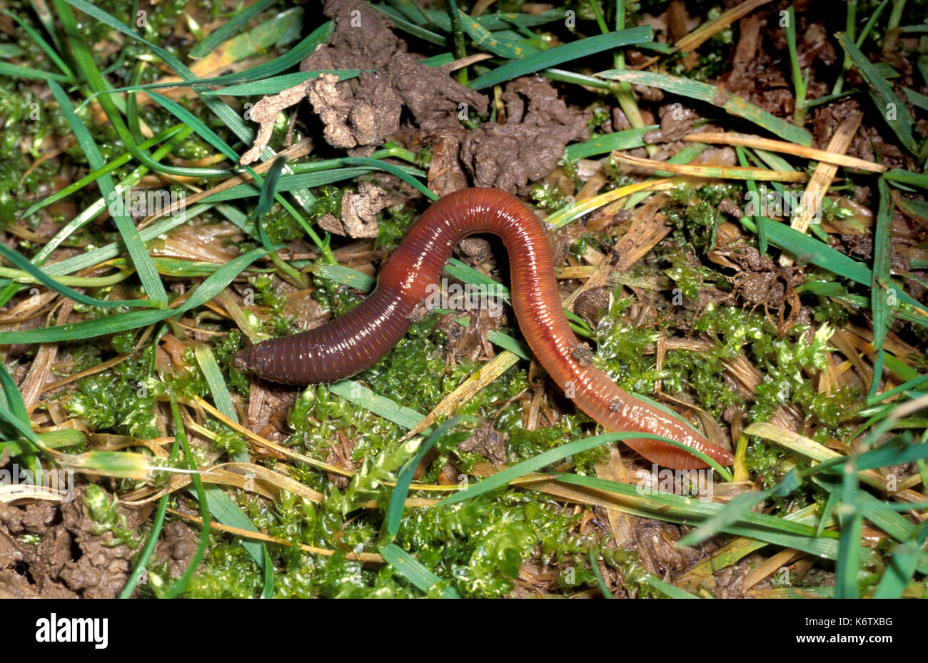 Segmented creatures hi-res stock photography and images - Alamy