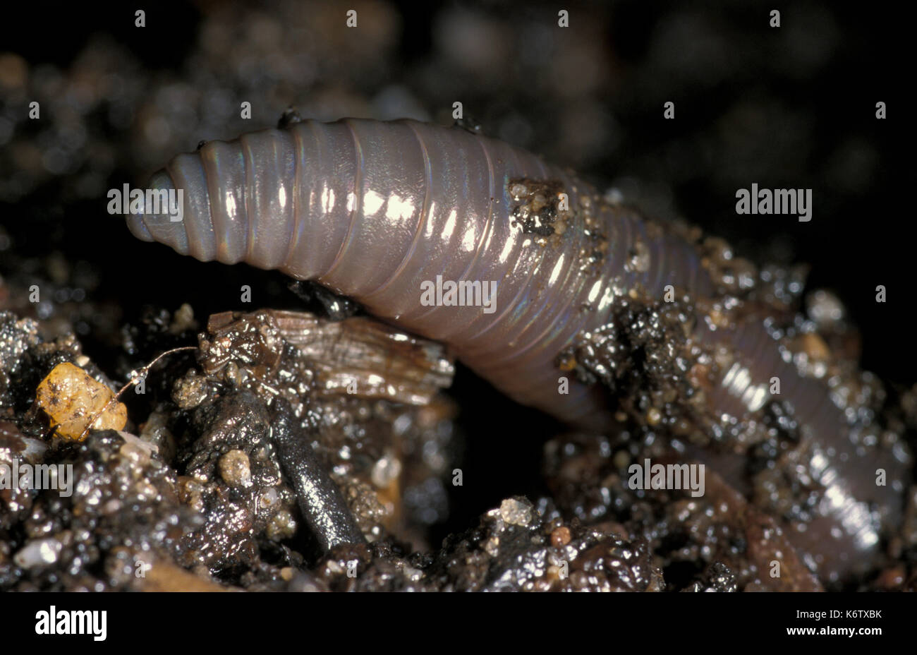 Common earthworm - close up of worm coming out the soil lumbricus ...