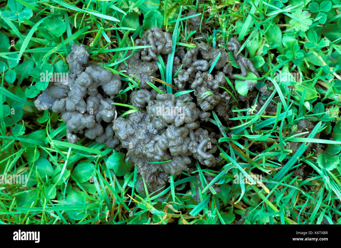 Worm casts on lawn - common earthworm lumbricus terrestris Stock Photo ...
