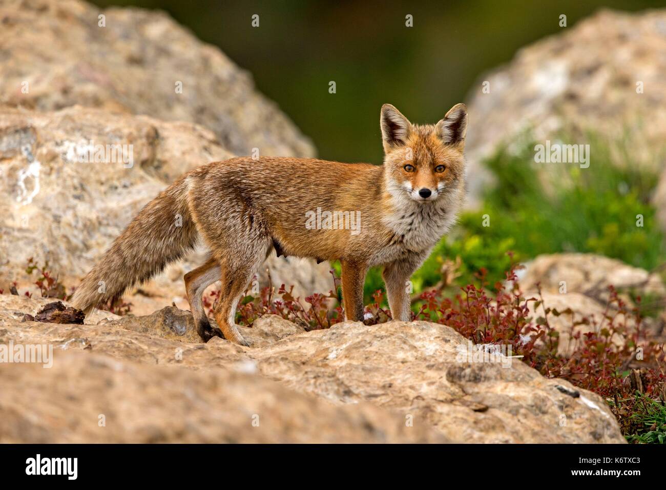 Spain, Lerida province, Red Fox (Vulpes vulpes), coming at a feeding ...