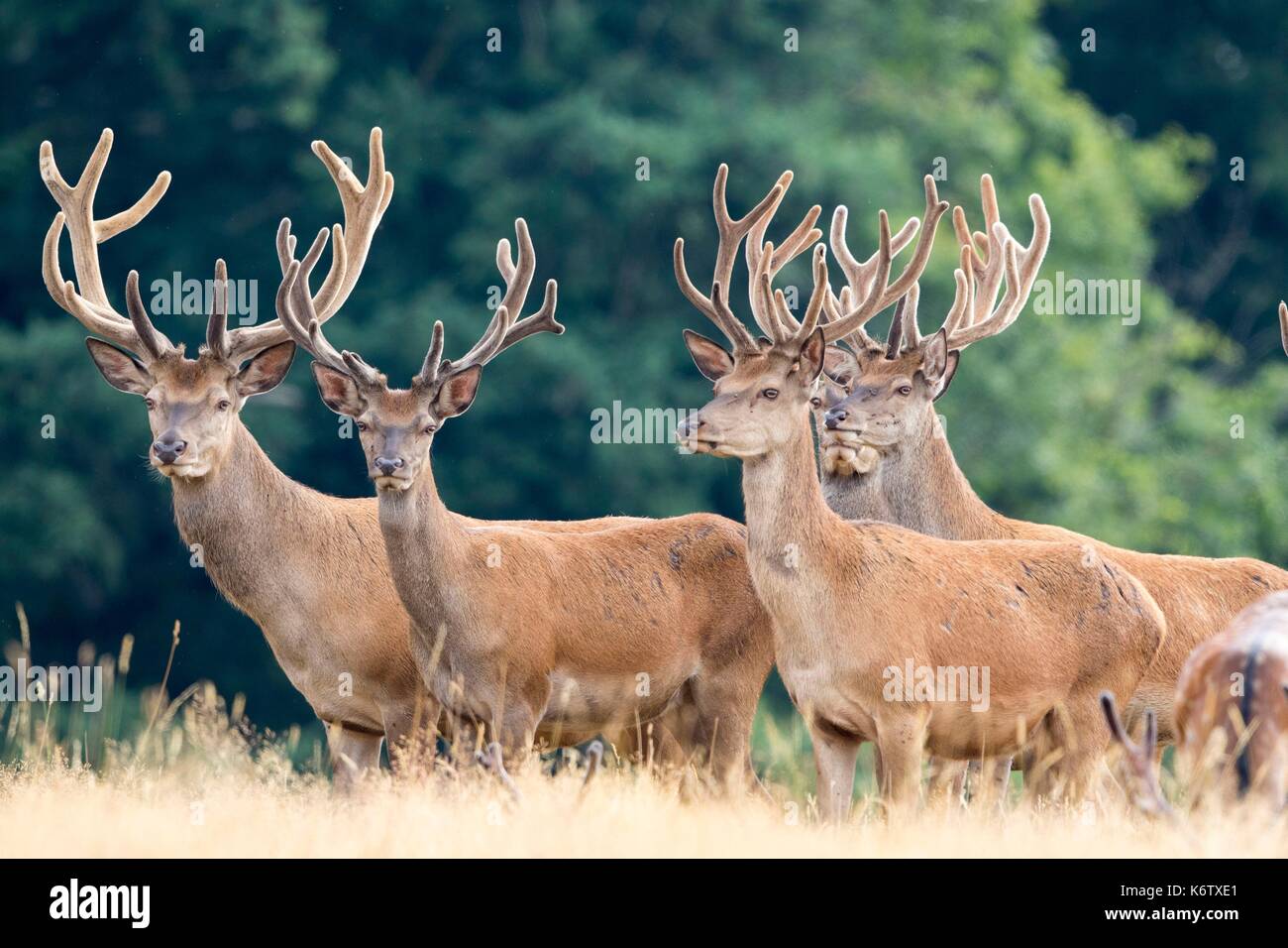 France, Haute Saone, Private park, Red Deer (Cervus elaphus), Males ...