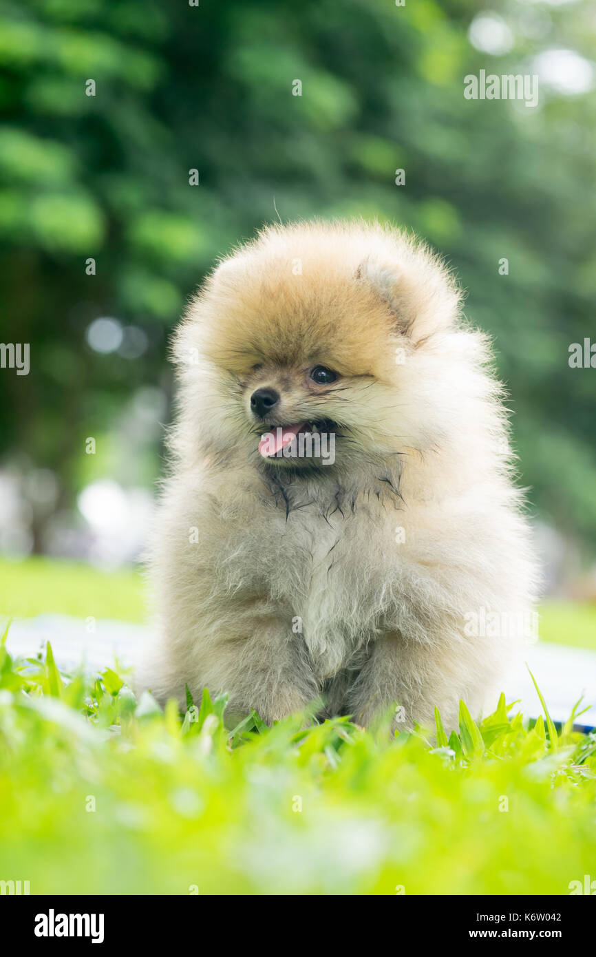 cute fluffy Pomeranian dog sitting in a spring park Stock Photo - Alamy