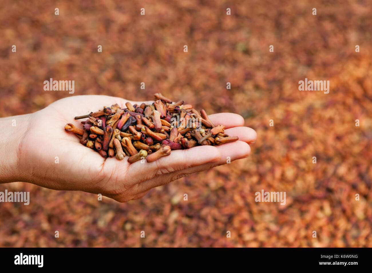 Palm oil indonesia people hi-res stock photography and images - Alamy