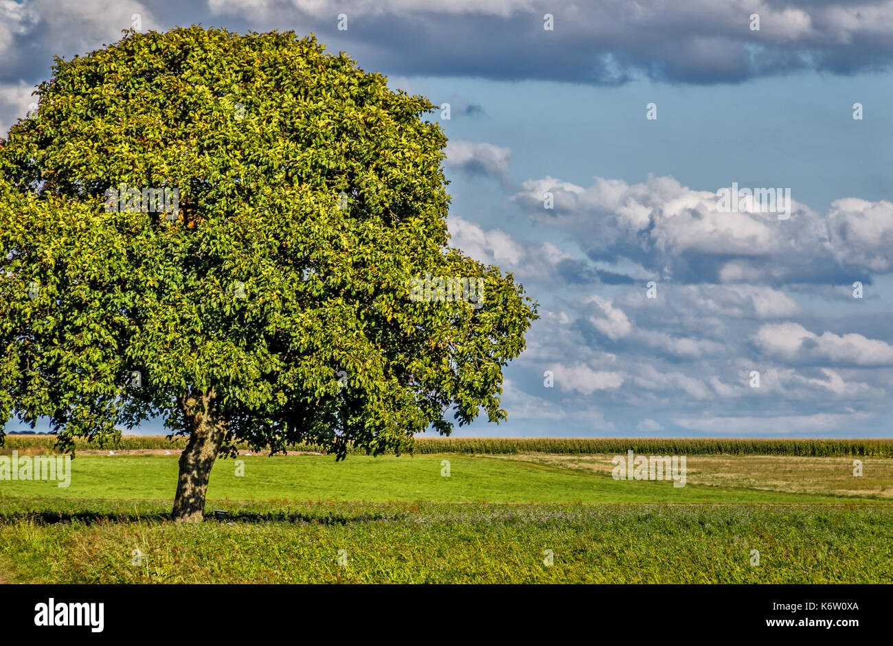 Walnut tree hi-res stock photography and images - Alamy