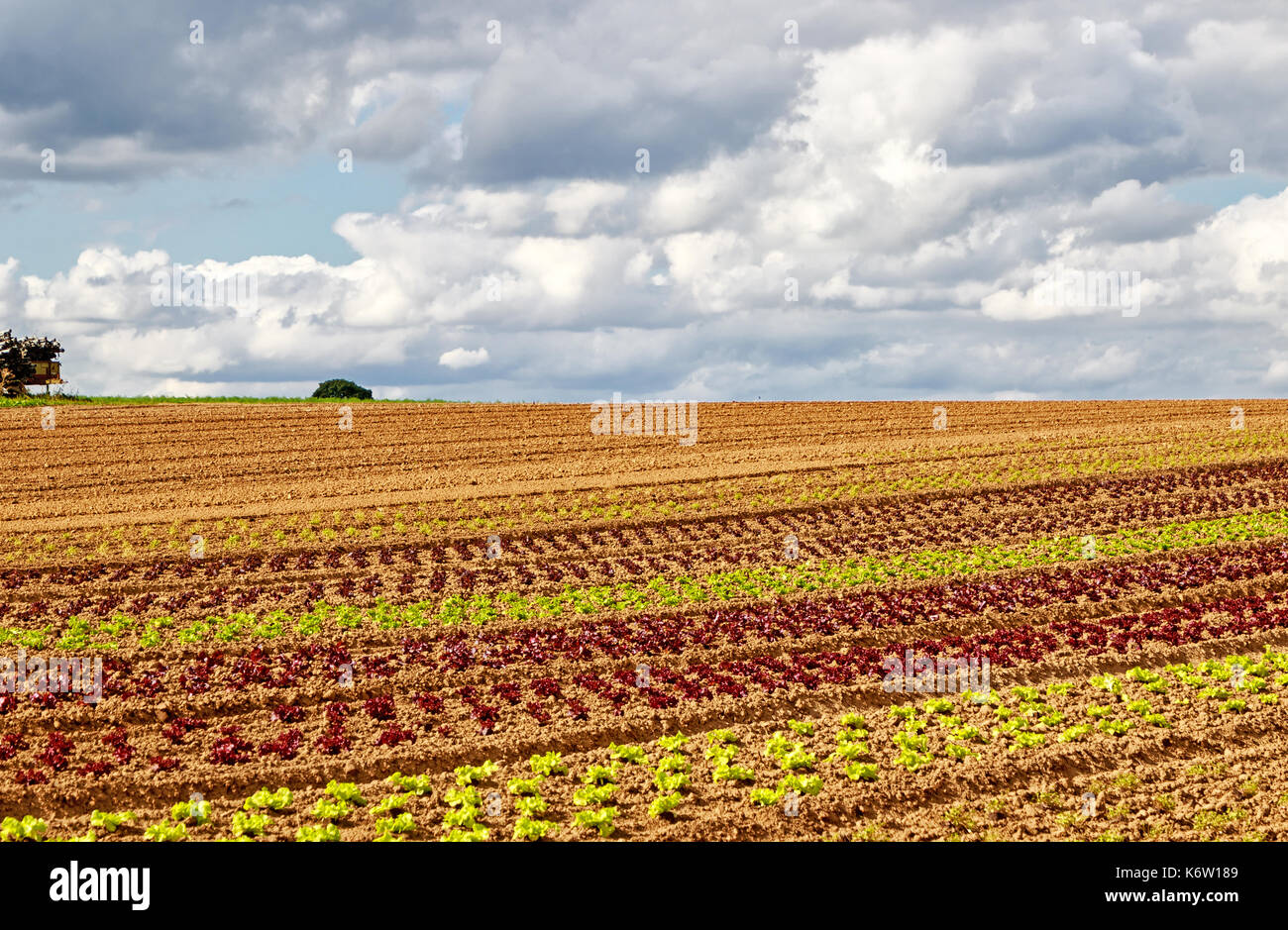 Field with colorful lettuce plants Stock Photo - Alamy