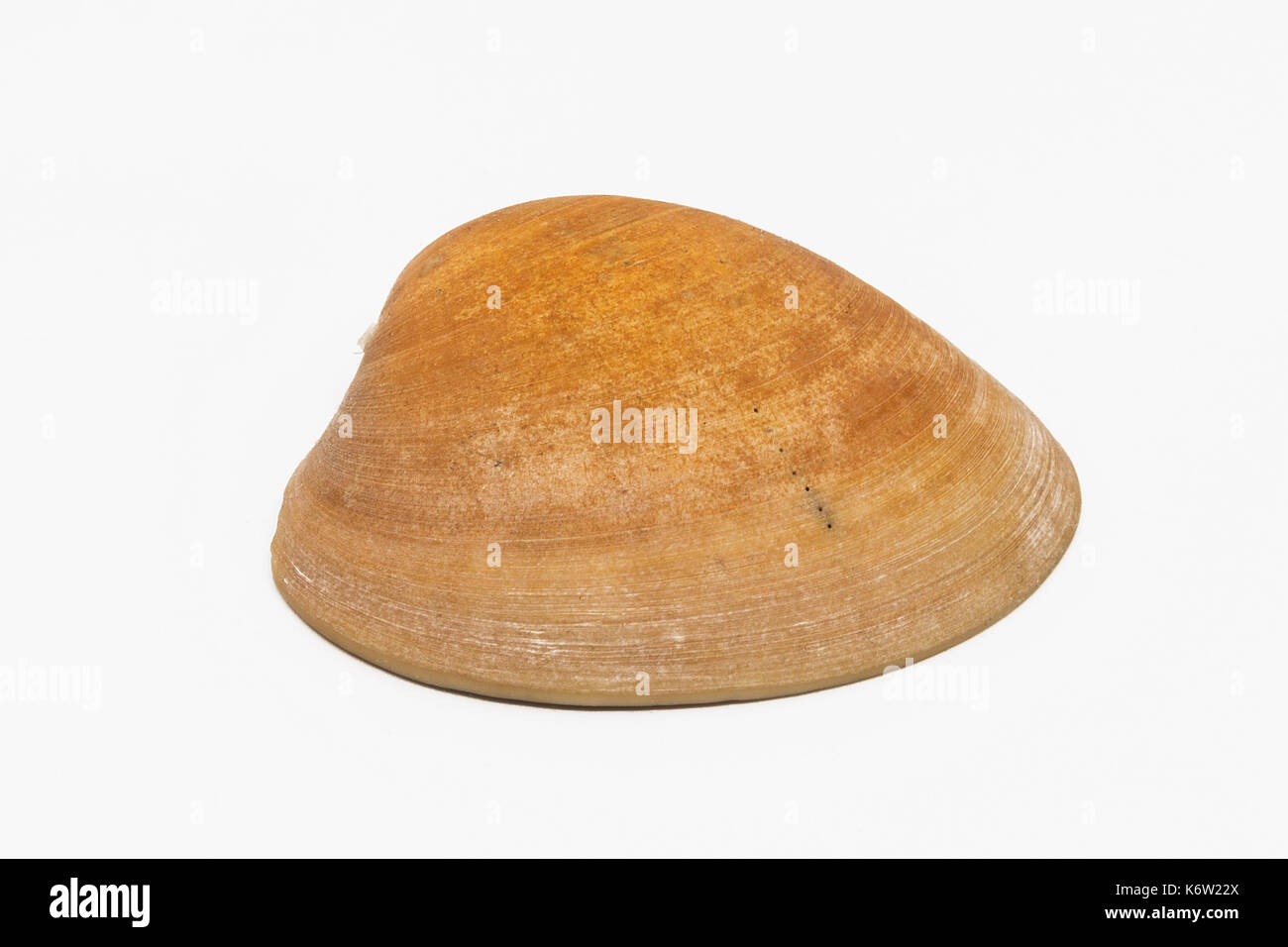 sea shell isolated on white background Stock Photo - Alamy