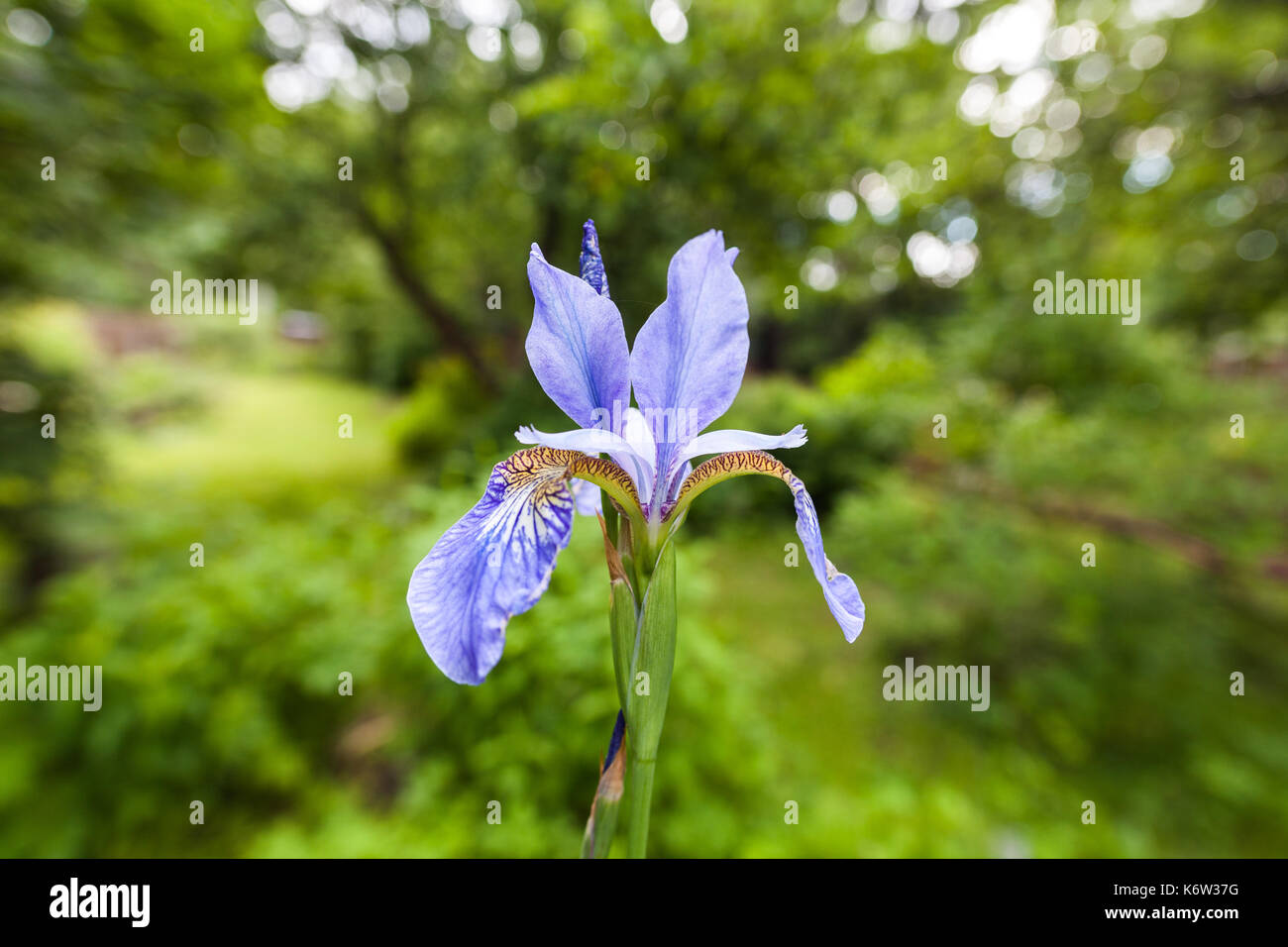 Violet iris hi-res stock photography and images - Alamy