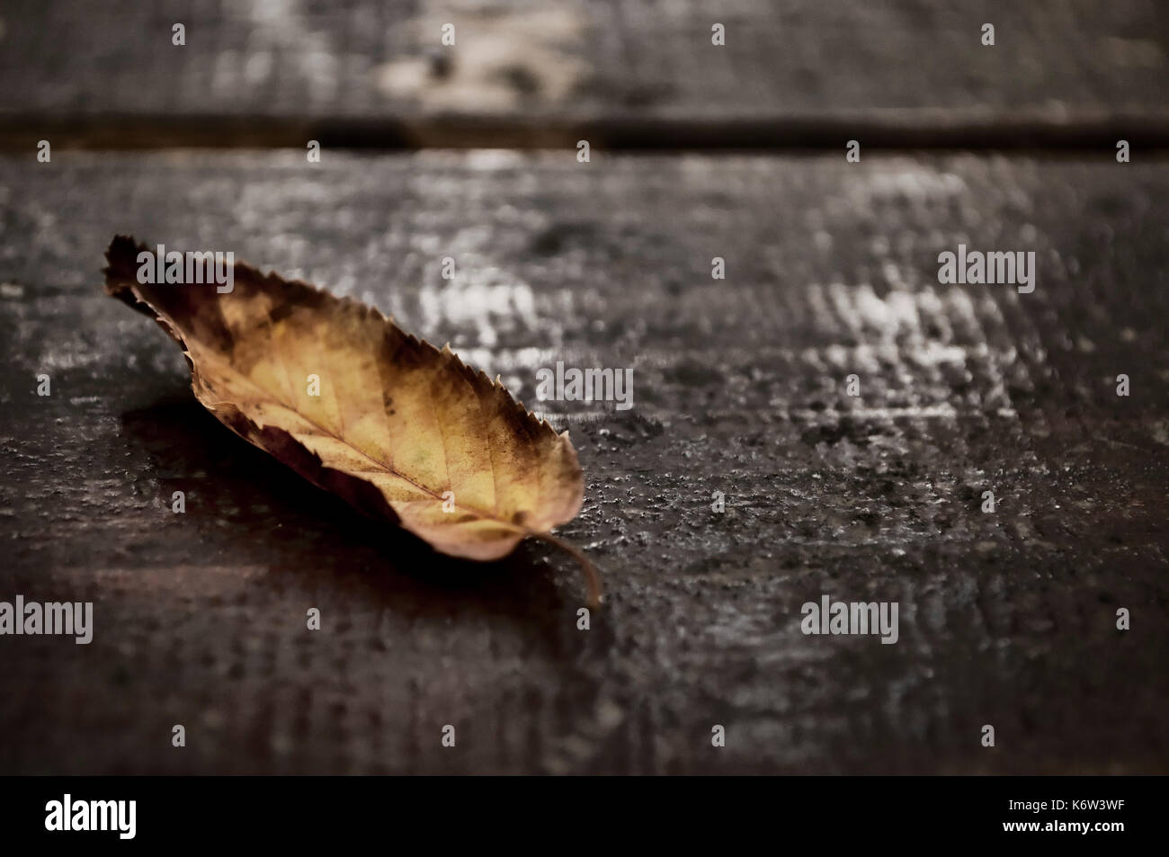 One leaf falling hi-res stock photography and images - Alamy