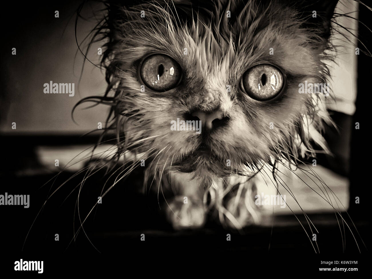 Wet bath hi-res stock photography and images - Alamy