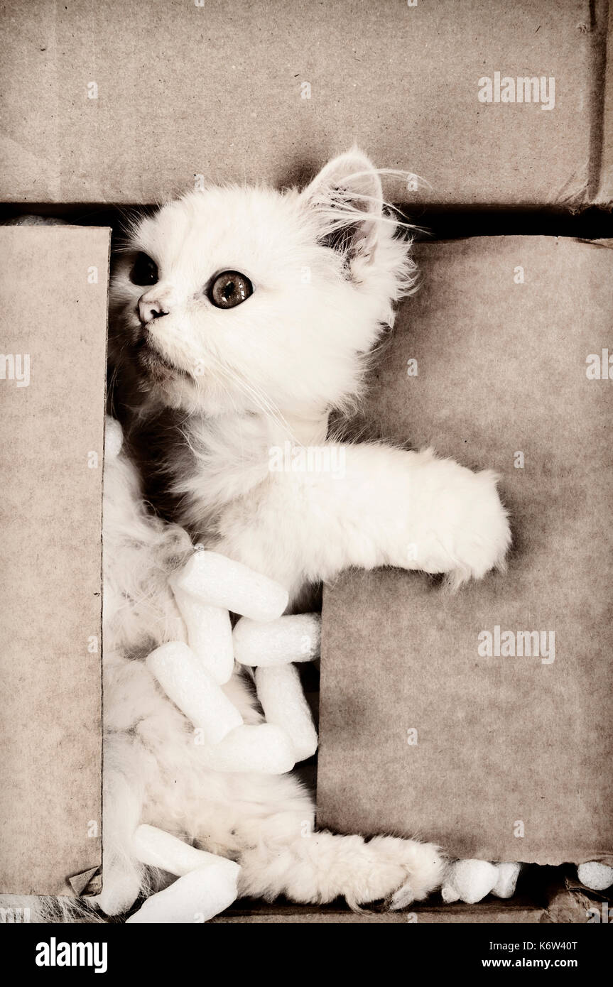Funny cat box hi-res stock photography and images - Alamy