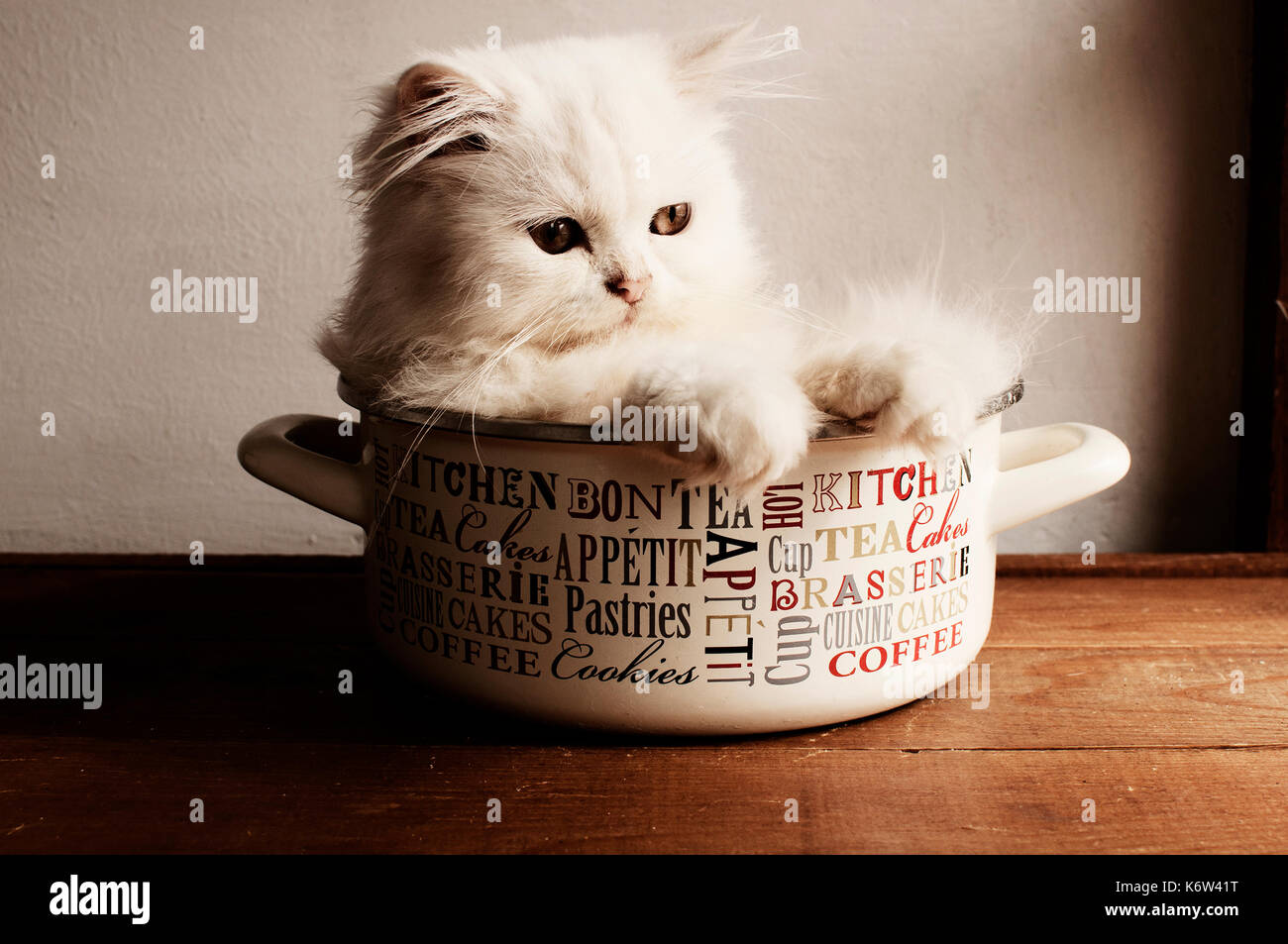 Cat in a pot Stock Photo - Alamy