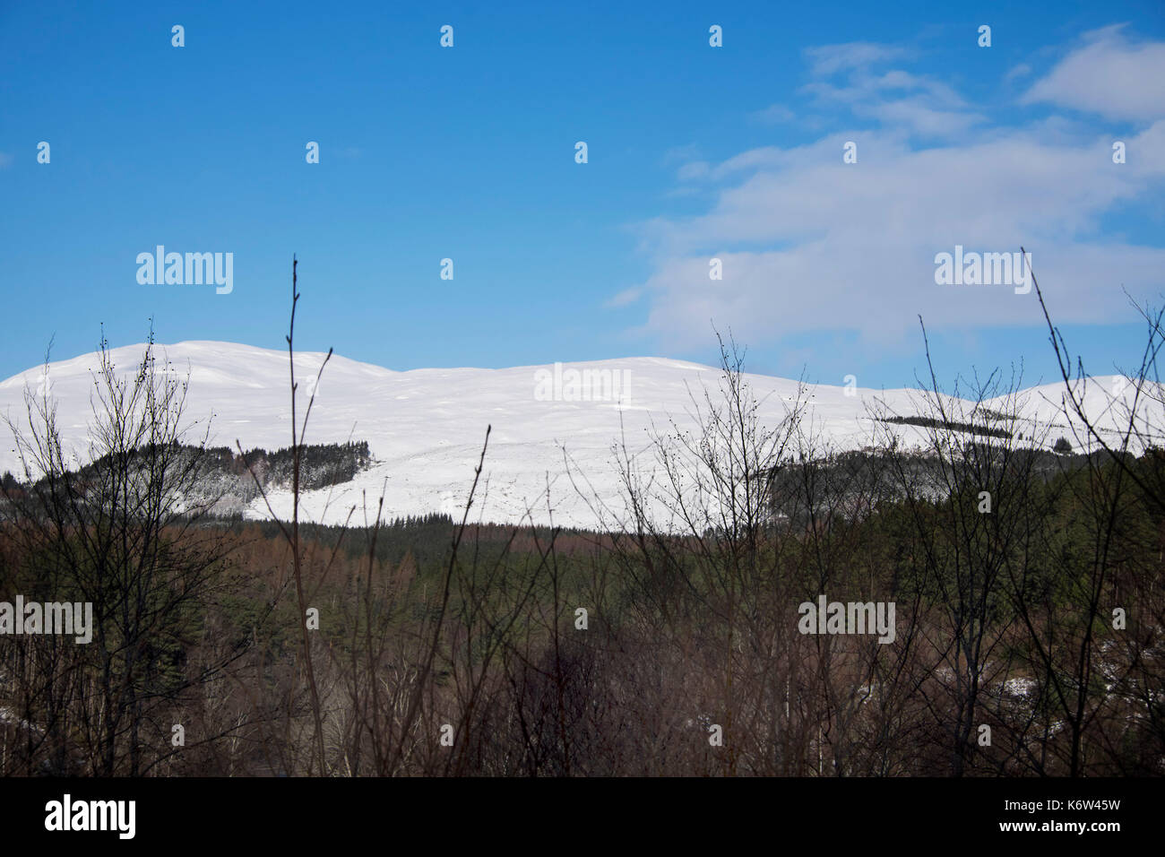Contin forest hi-res stock photography and images - Alamy