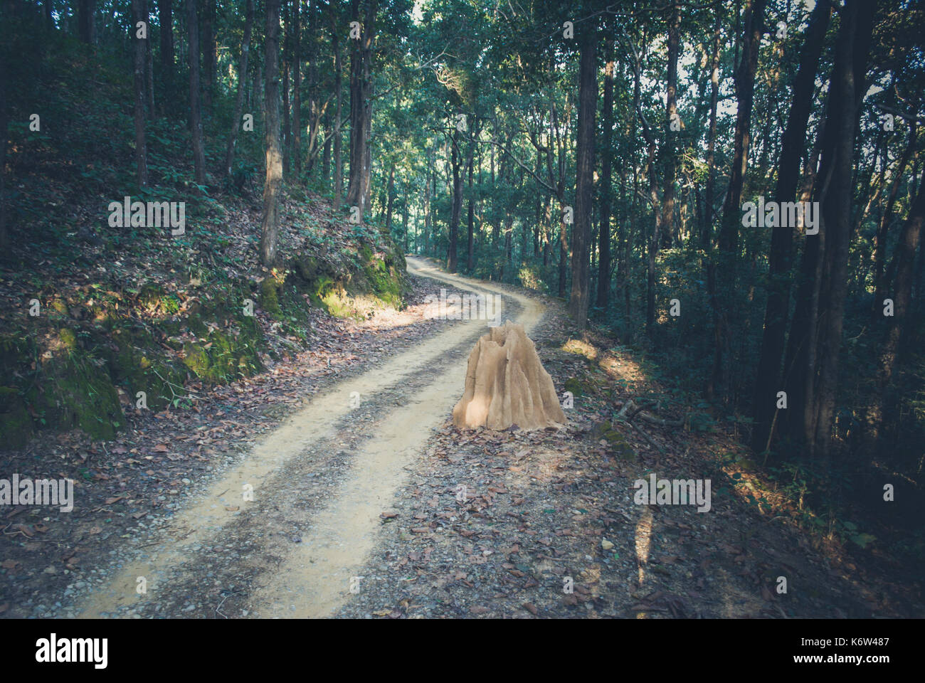 Ground road in summer forest Stock Photo - Alamy