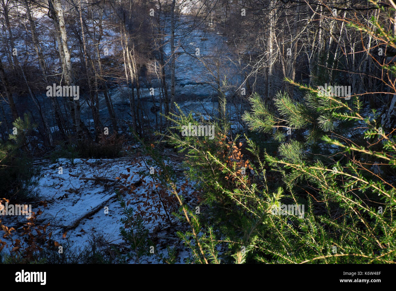 Contin forest hi-res stock photography and images - Alamy