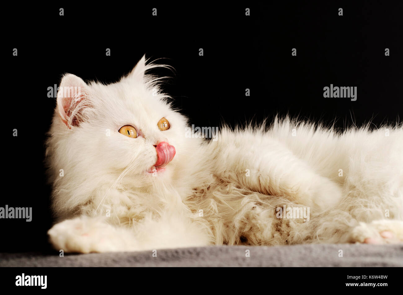 Long haired cat breed hi-res stock photography and images - Alamy