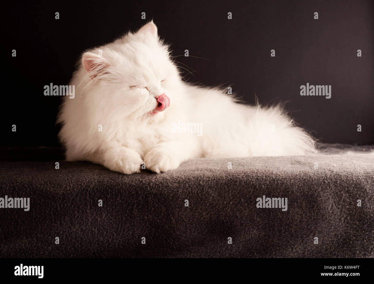 Flufffy hi-res stock photography and images - Alamy