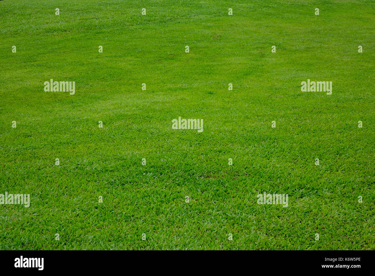 Green grass background, natural grass golf course. Close up Stock Photo ...