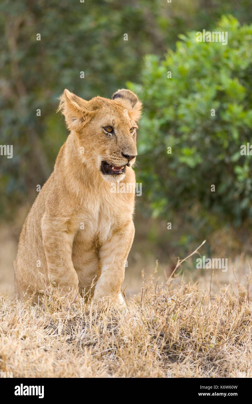 Lion cub sat waiting for its mother, Masai Mara, Kenya Stock Photo - Alamy