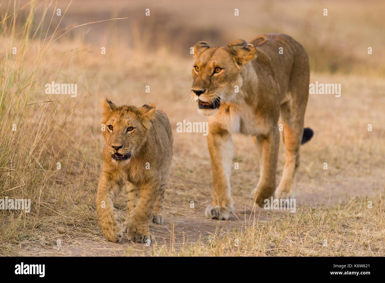 Mother lion and cub hi-res stock photography and images - Alamy