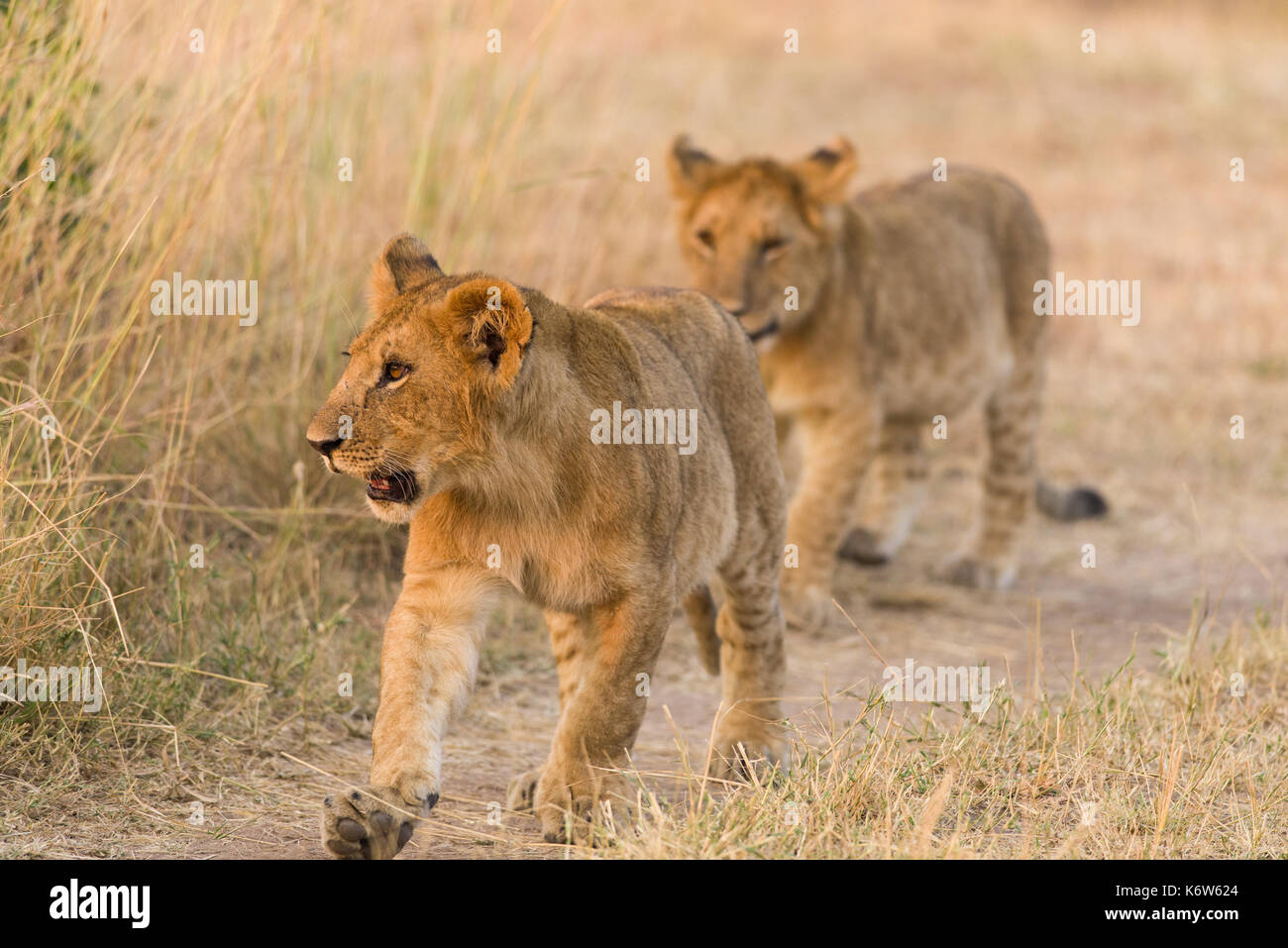 Lion cubs (Panthera leo) walking on dusty path, Masai Mara, Kenya Stock ...