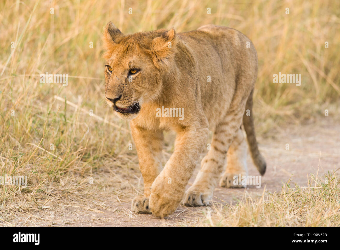 Lion cub (Panthera leo) walking on dusty path, Masai Mara, Kenya Stock ...
