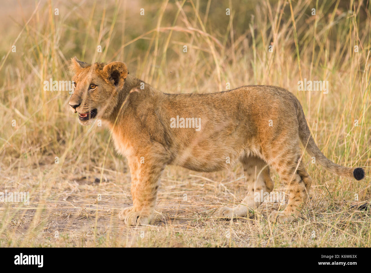 Lion cub (Panthera leo) walking on dusty path, Masai Mara, Kenya Stock ...