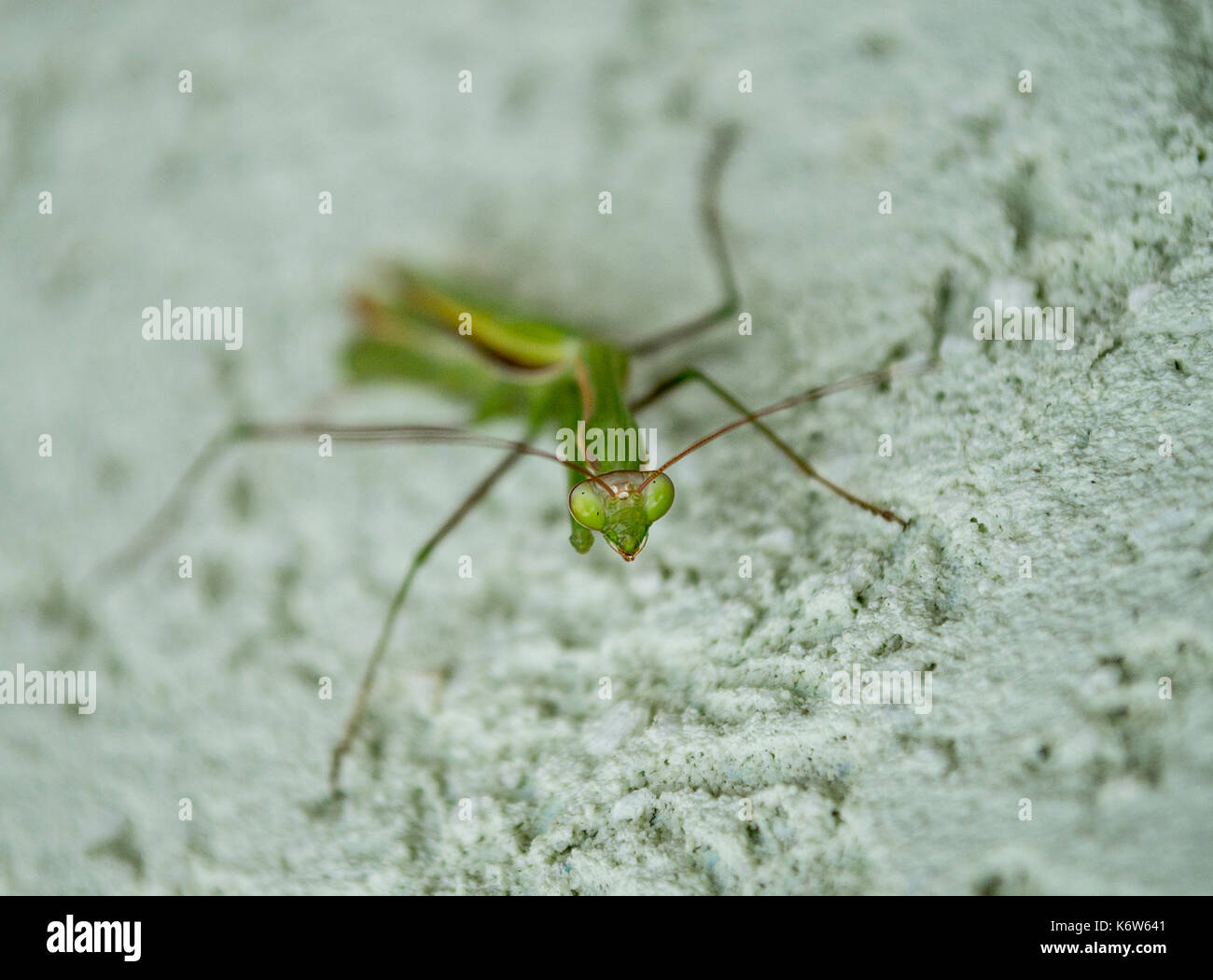 Mantis shrimp eye hi-res stock photography and images - Alamy